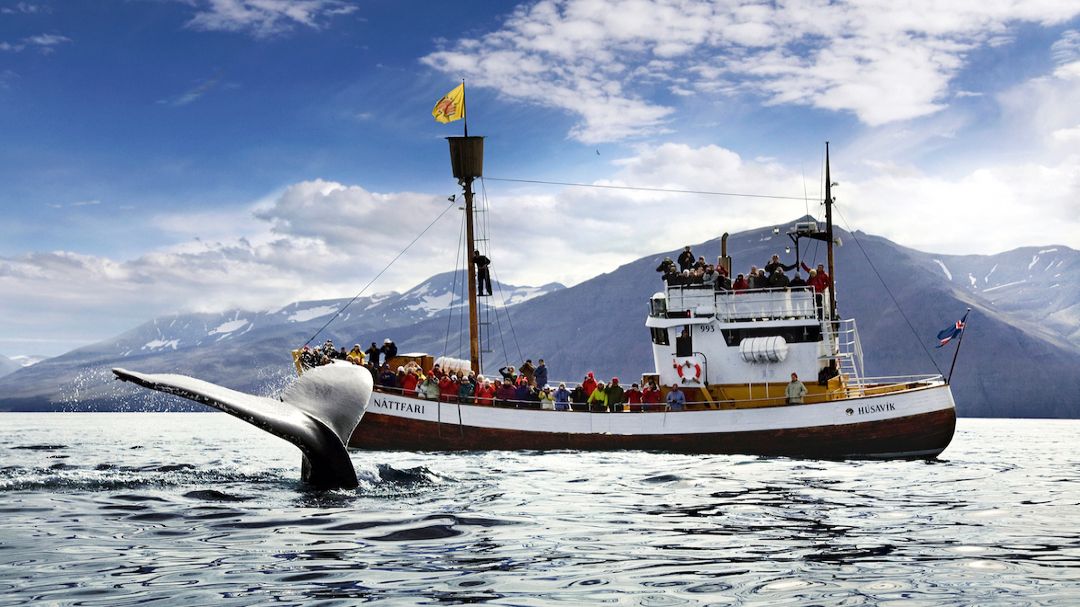 The Best Time to Visit Iceland for Whale Watching - ExploreHub