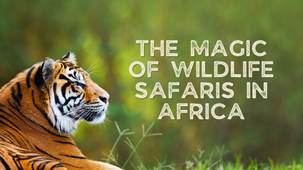 The Magic of Wildlife Safaris in Africa: What to Expect - ExploreHub